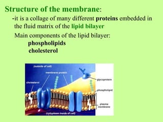 The properties of biological fluids and features of transport through ...