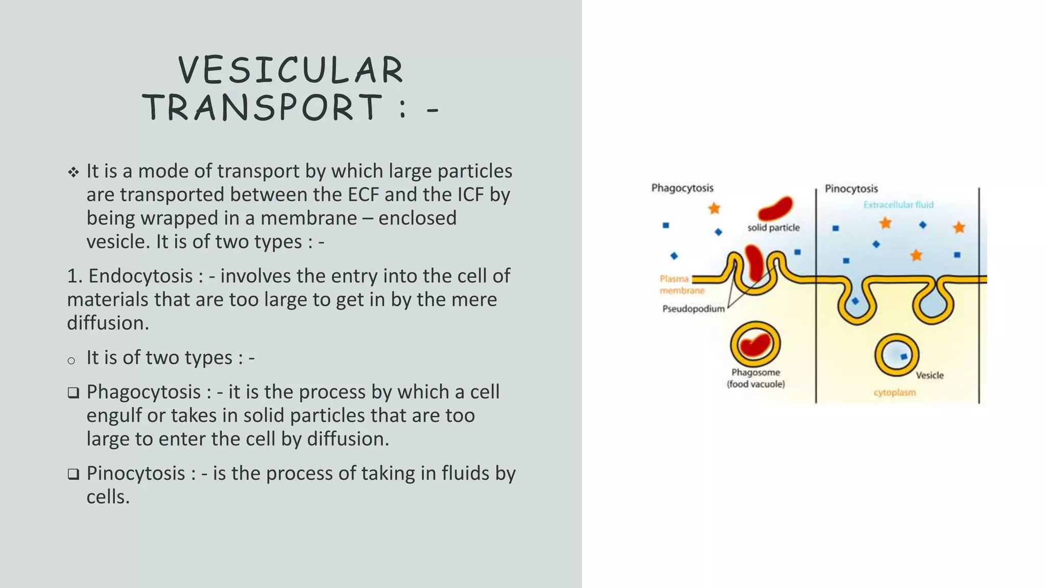 Transport mechanisms and their models. | PPTX