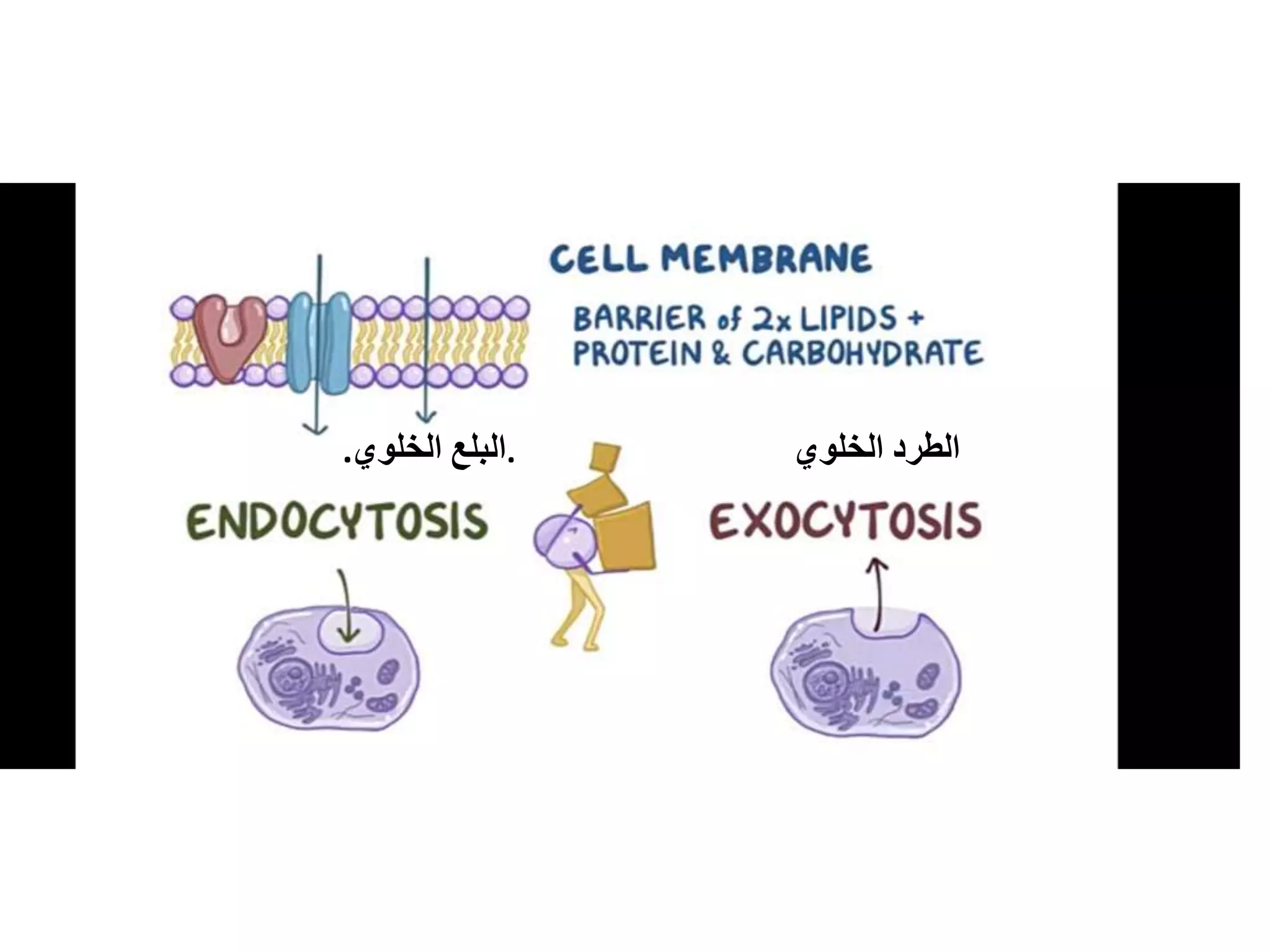 Transport Mechanisms & Endo and Exo.pptx