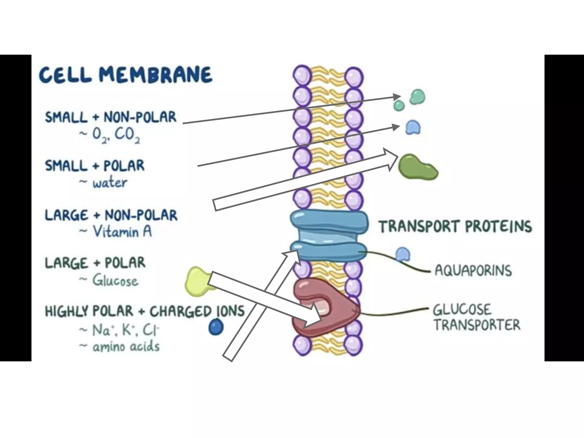Transport Mechanisms & Endo and Exo.pptx