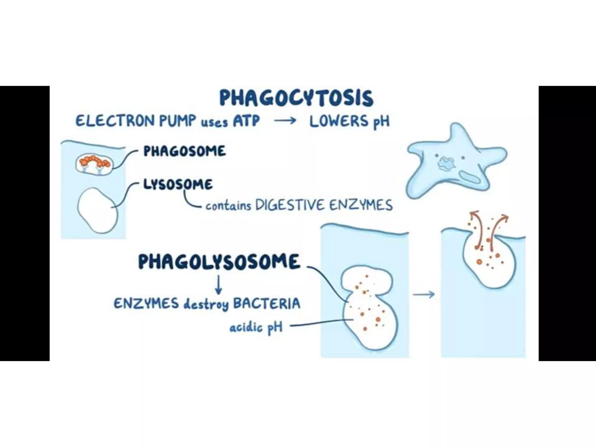 Transport Mechanisms & Endo and Exo.pptx