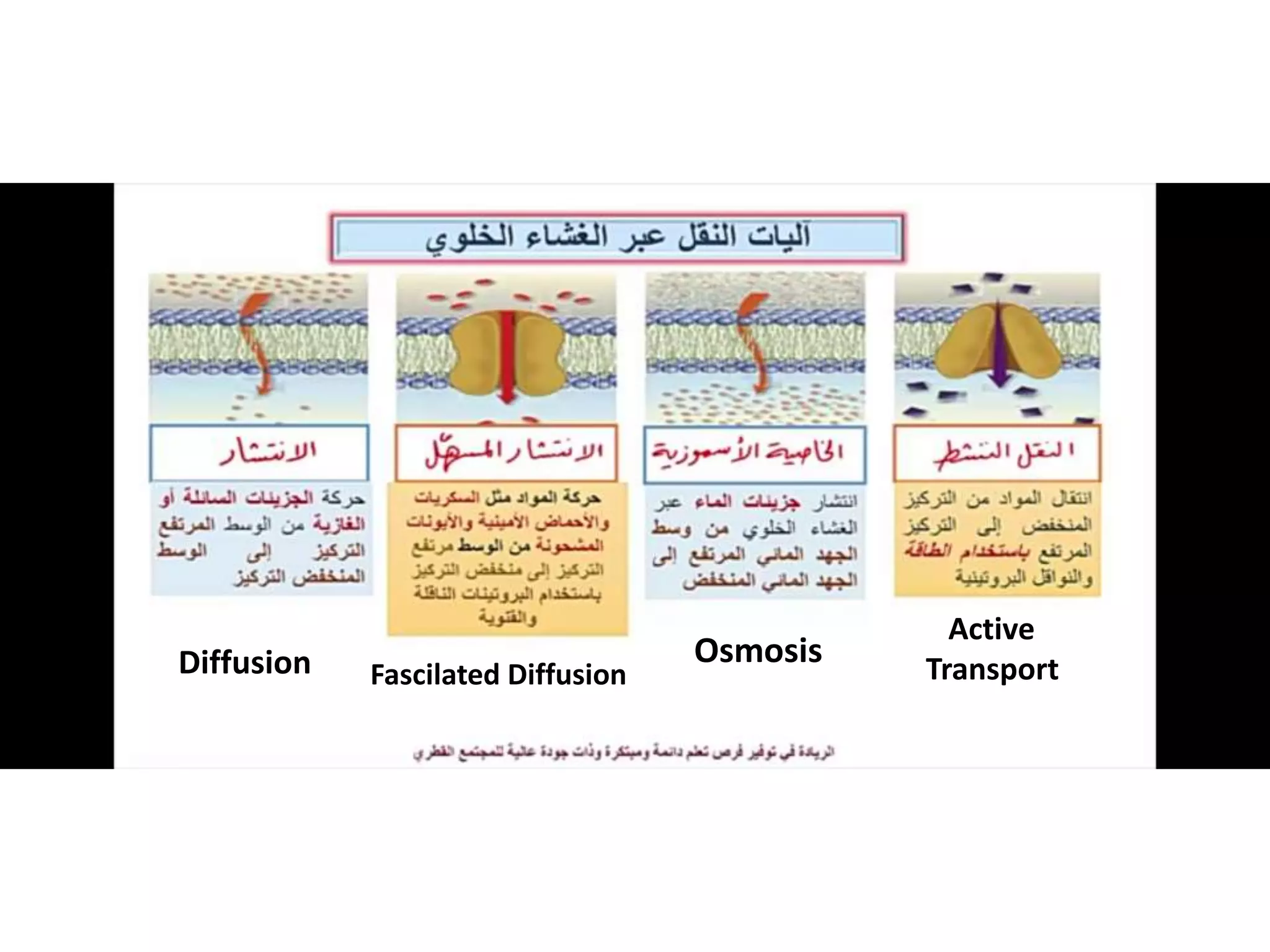Transport Mechanisms & Endo and Exo.pptx