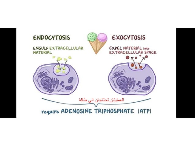Transport Mechanisms & Endo and Exo.pptx