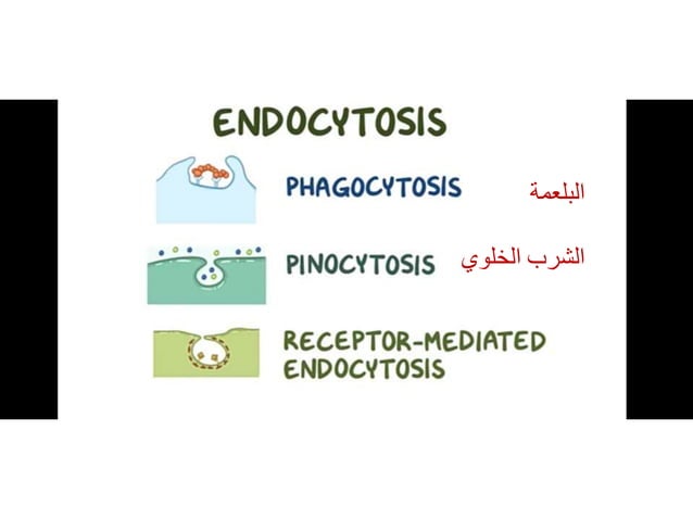 Transport Mechanisms & Endo and Exo.pptx
