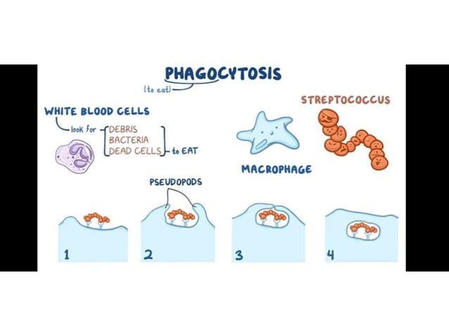 Transport Mechanisms & Endo and Exo.pptx