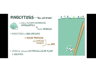Transport Mechanisms & Endo and Exo.pptx