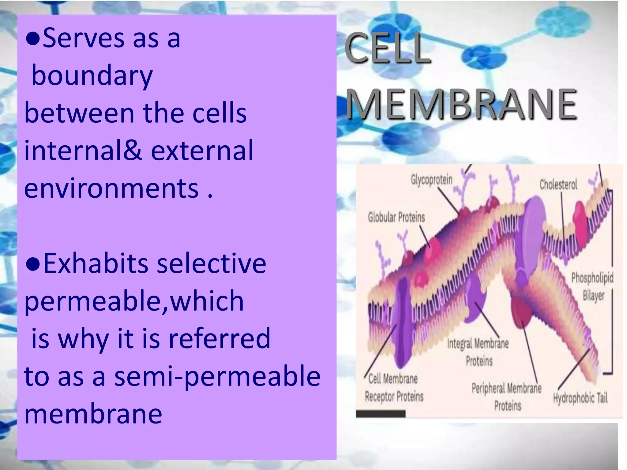Transport Mechanisms(Gen.Bio).pptx