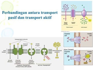 transport_membran_sel makhluk hidup biologi | PPT