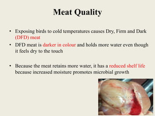 Transport of broilers | PPTX