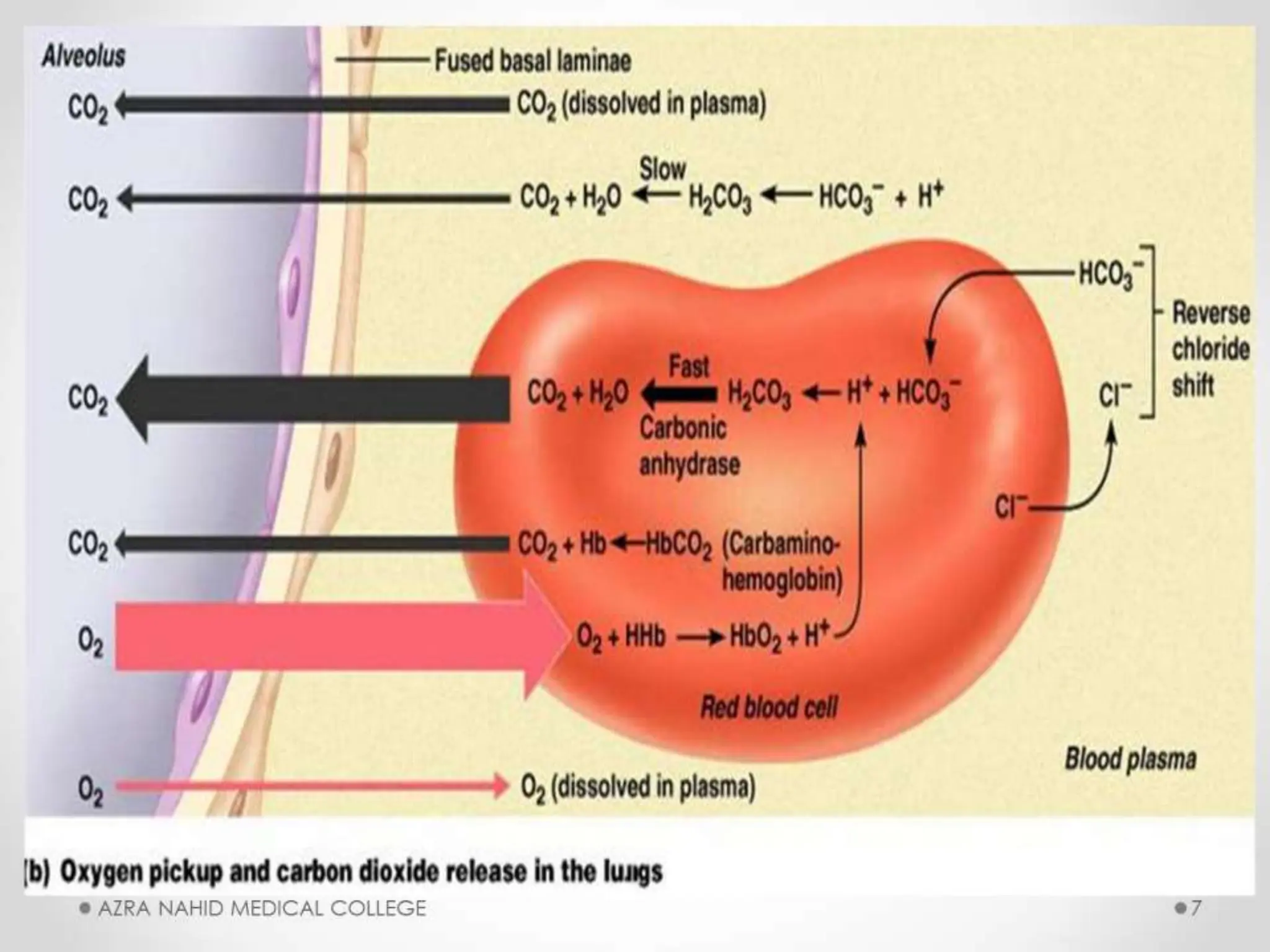 Transport of Carbondioxid.ppt | Free Download