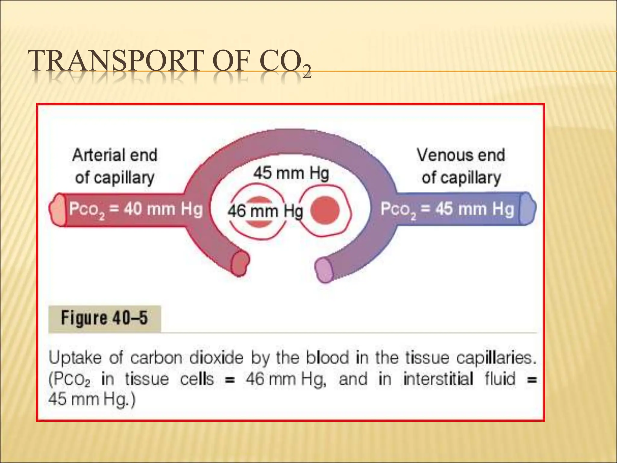 Transport of Carbondioxid.ppt