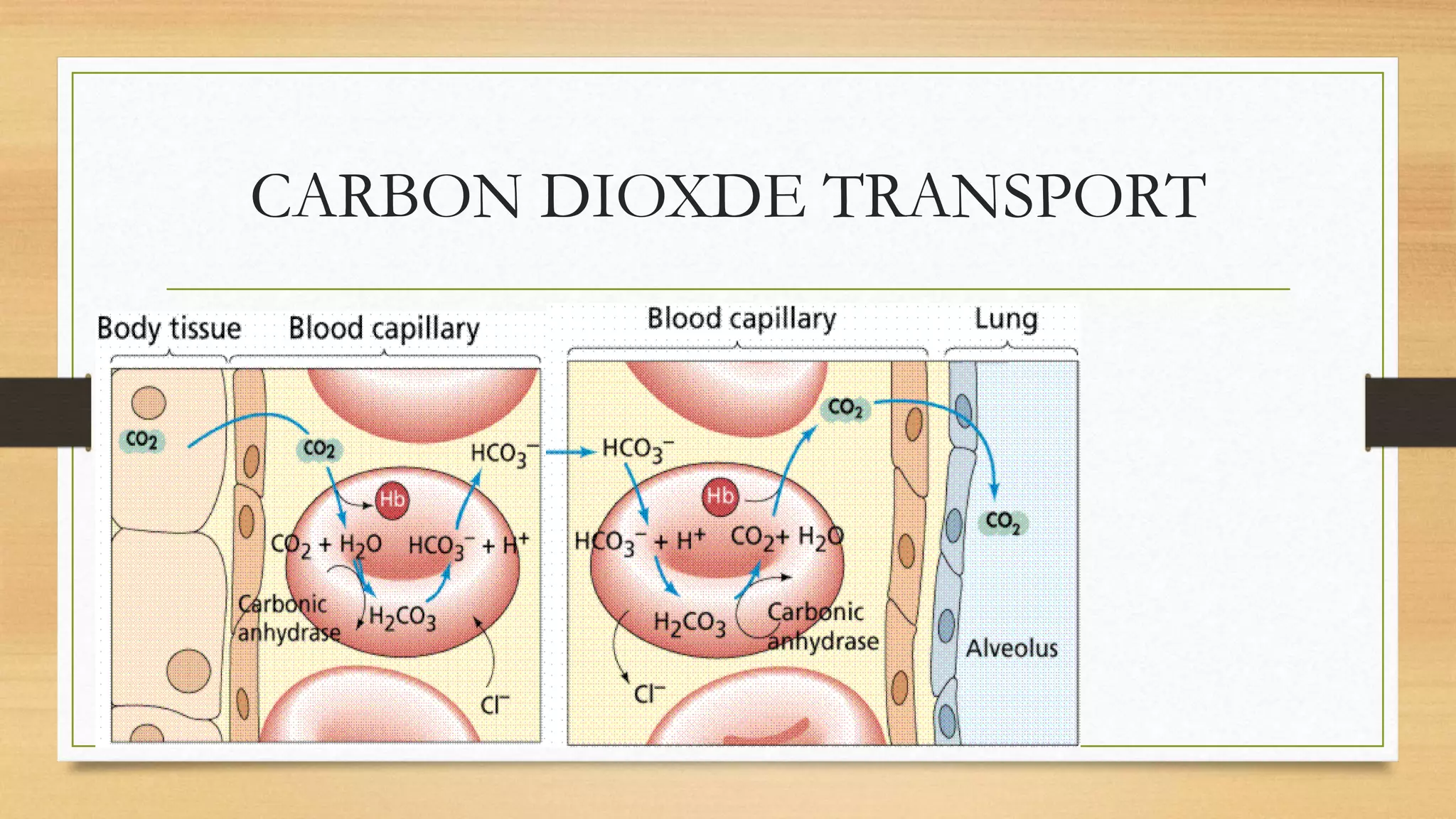Transport of carbon dioxide | PPTX