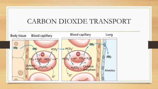 Transport of carbon dioxide | PPTX