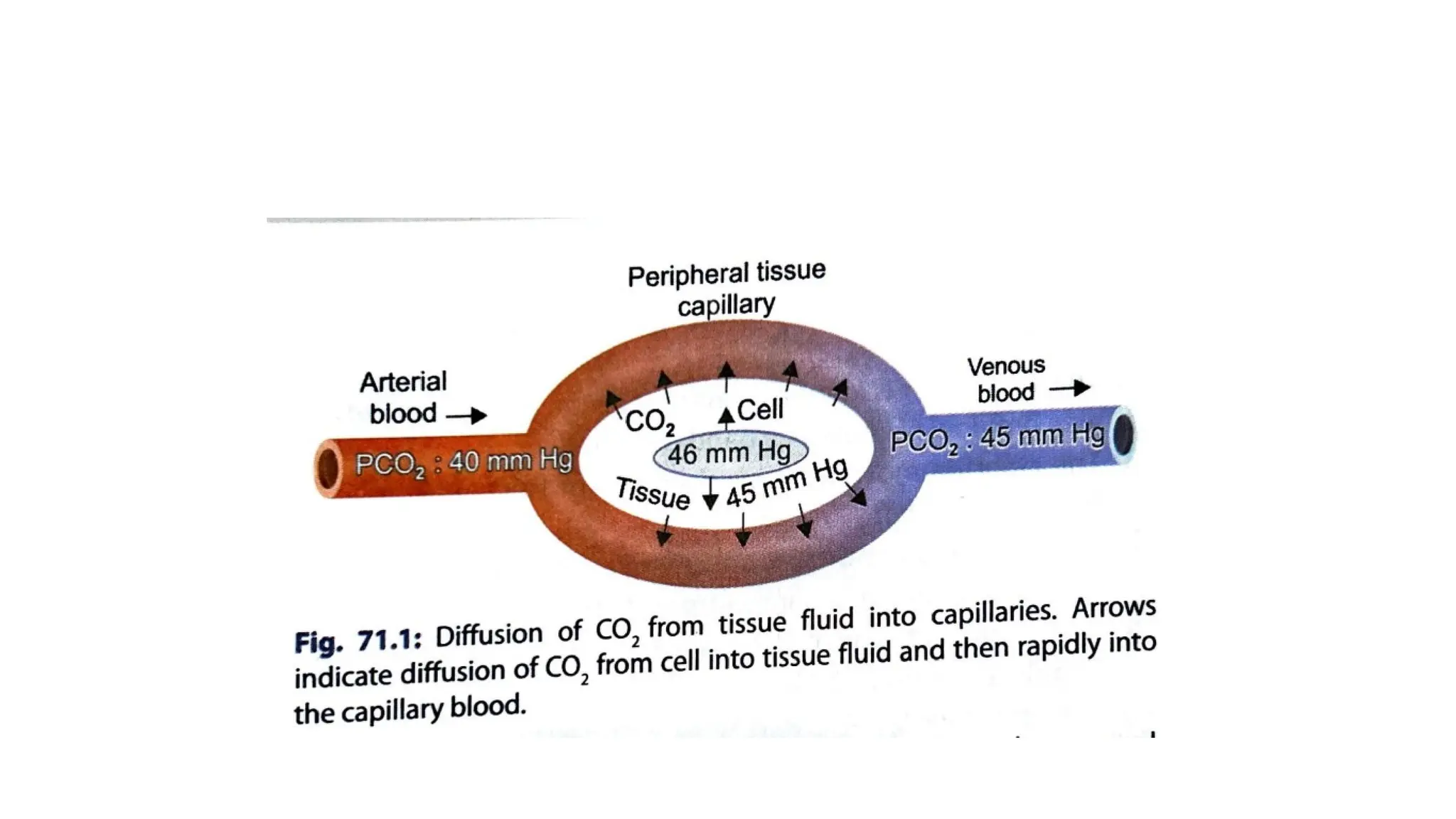 transport of carbon dioxide.pptx and haldane effect | PPTX