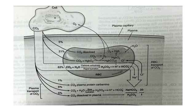 transport of carbon dioxide.pptx and haldane effect | PPTX