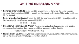 Detailed Transport of Carbon Dioxide-3.pptx