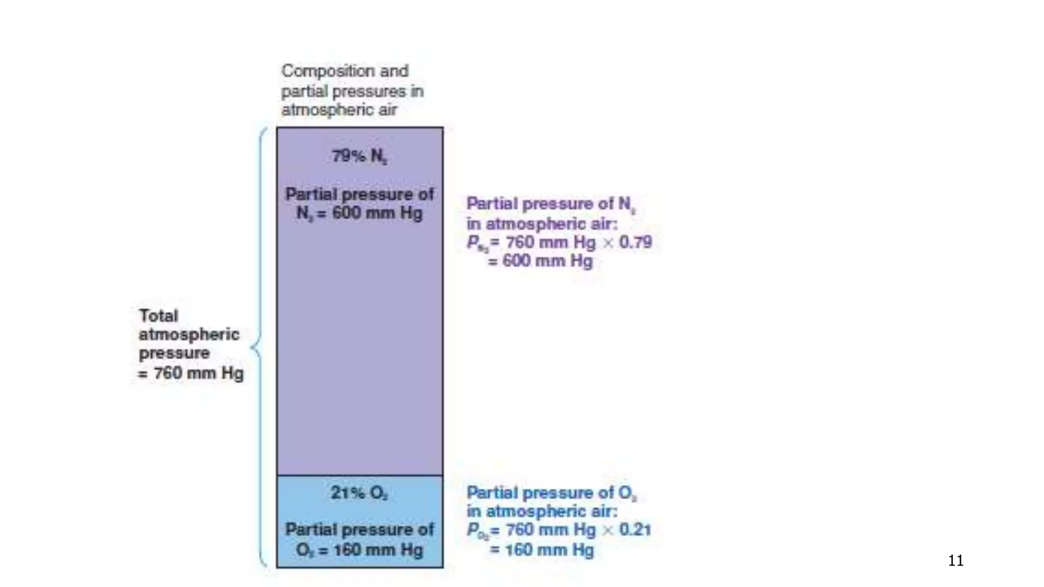 Transport of gases | PPTX