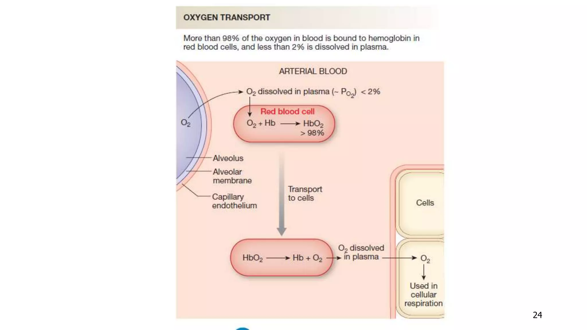 Transport of gases | PPTX