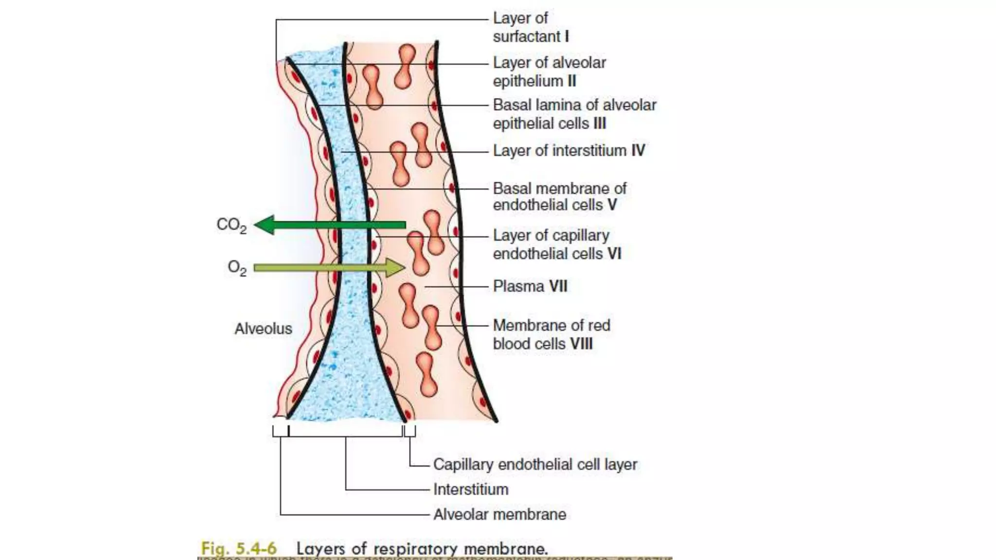 Transport of gases | PPTX