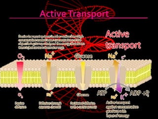 Transport of materials final 9 | PPTX