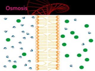 Transport of materials final 9 | PPTX