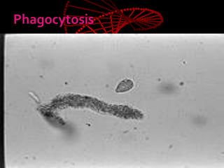 Transport of materials final 9 | PPTX