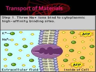 Transport of materials final 9 | PPTX