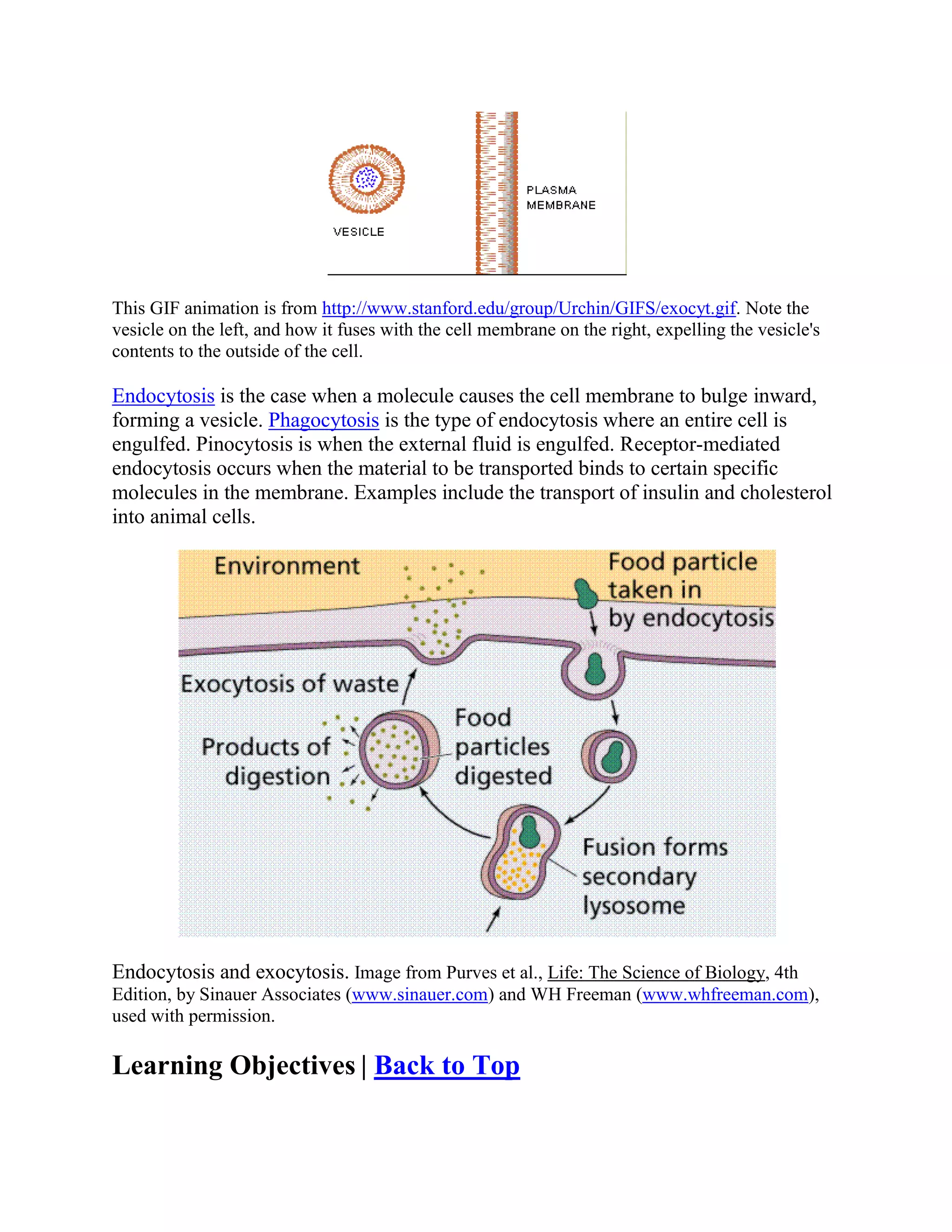Transport of materials through cell membranes | DOCX