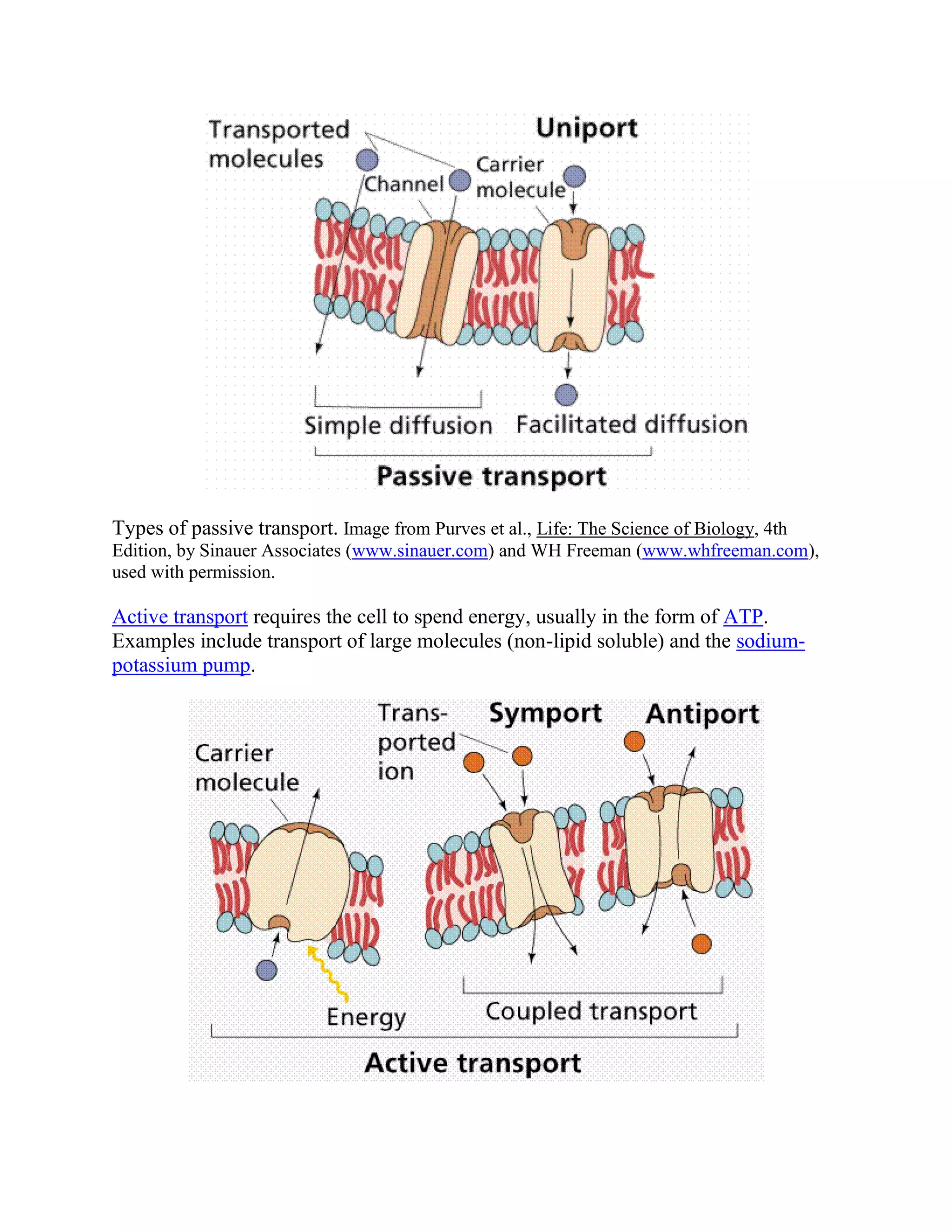 Transport of materials through cell membranes | DOCX