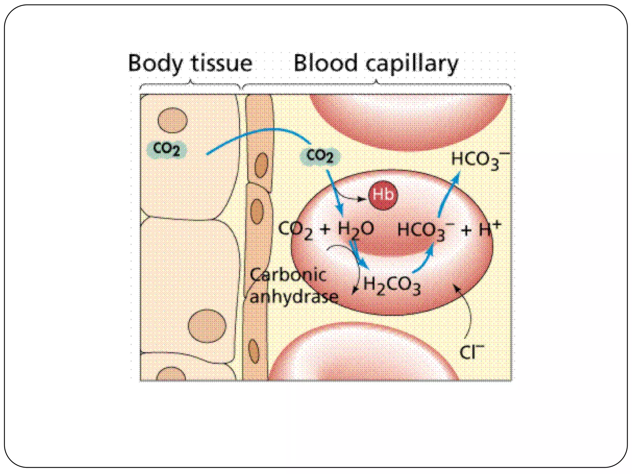Transport of oxygen | PPTX