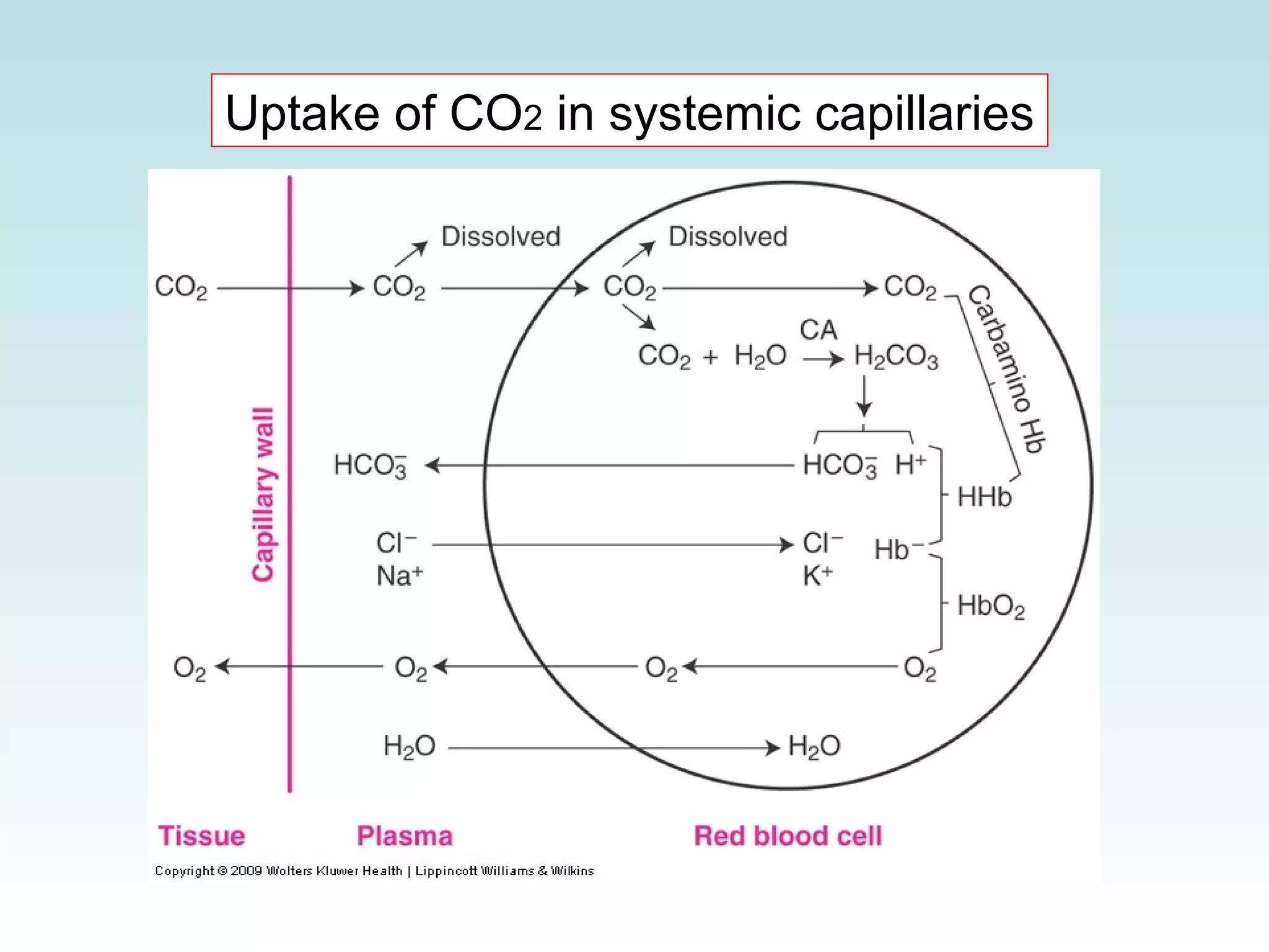 Transport of oxygen and carbon dioxide | PPT