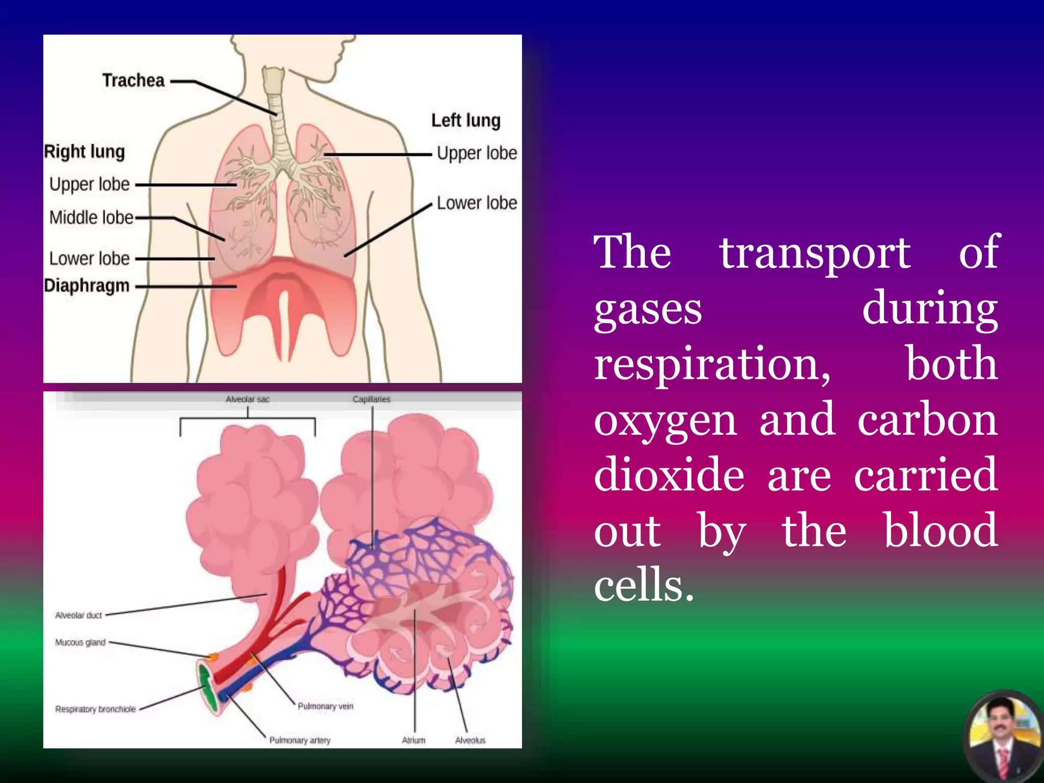 Transport of oxygen and carbondioxide | PPTX