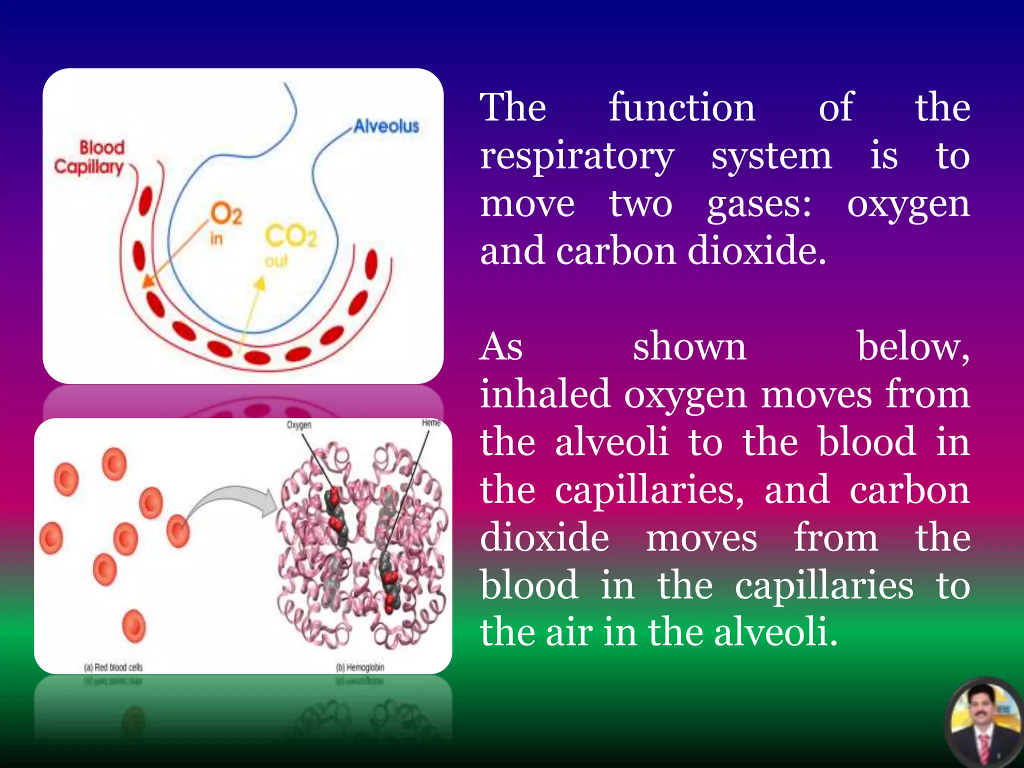 Transport of oxygen and carbondioxide | PPTX