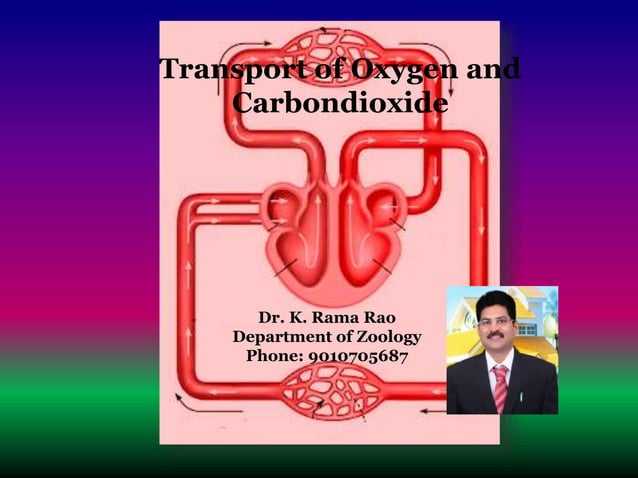 Transport of oxygen and carbondioxide | PPTX