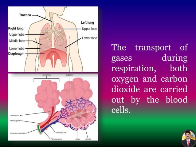 Transport of oxygen and carbondioxide | PPTX