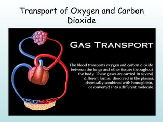 Transport of Oxygen and Carbon Dioxide.ppt