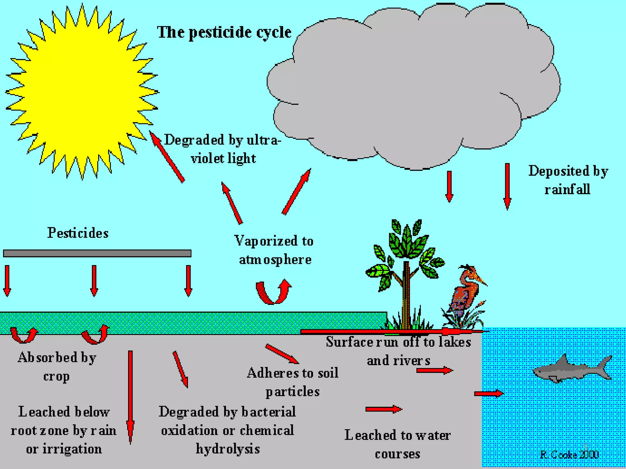 Transport of pesticides in environment | PPTX | Science