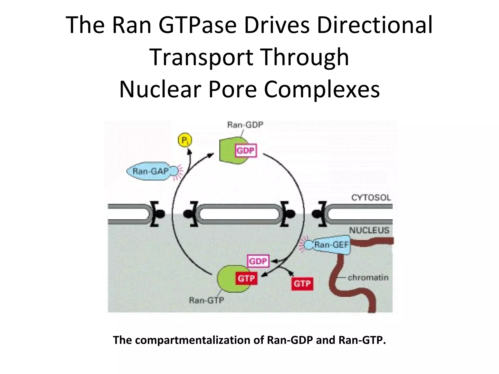 Transport Of Proteins | PPT