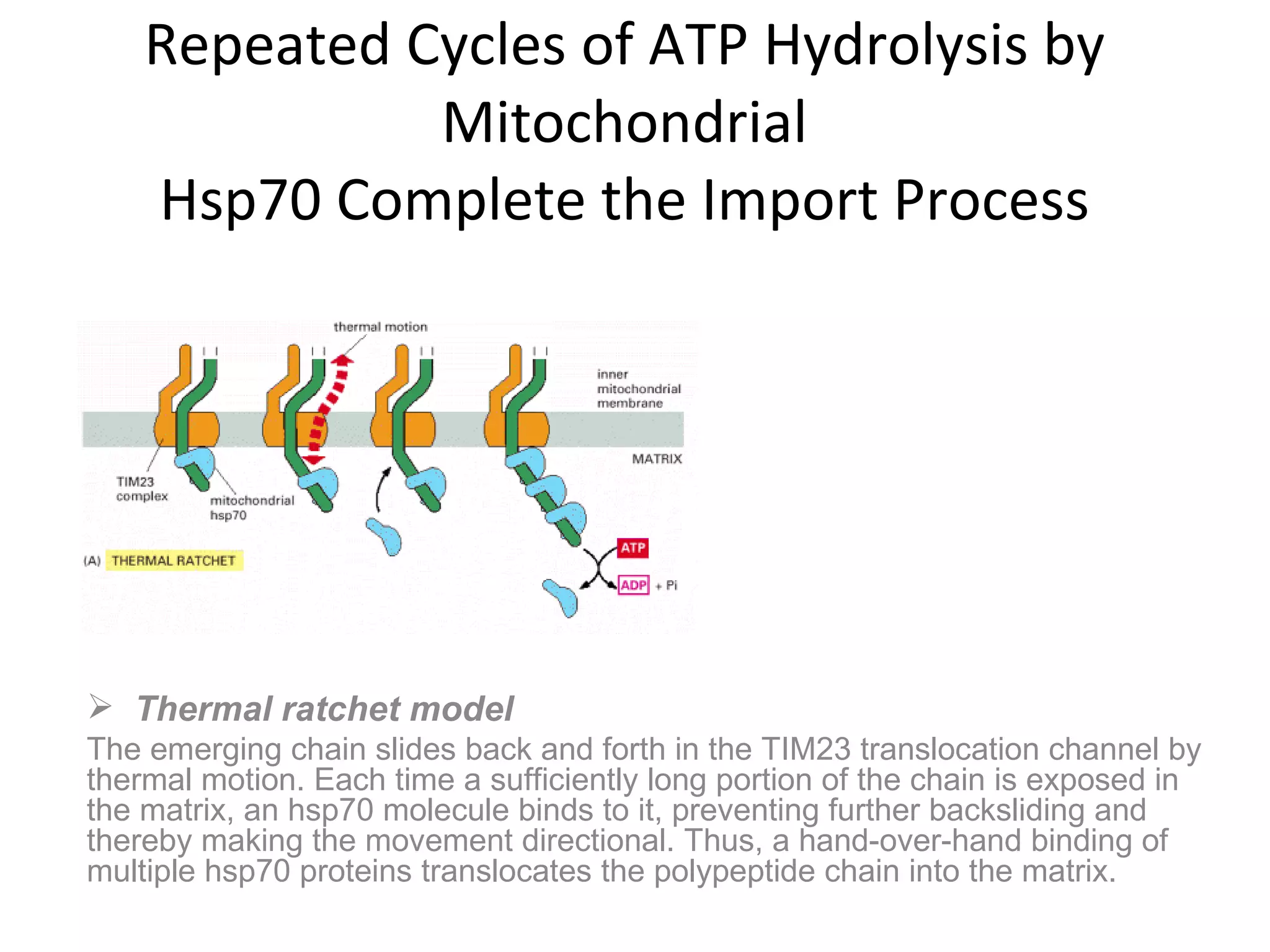 Transport Of Proteins | PPT