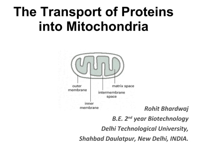 Transport Of Proteins | PPT