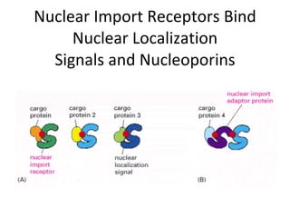 Transport Of Proteins | PPT