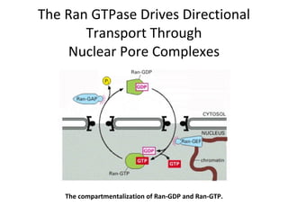 Transport Of Proteins | PPT