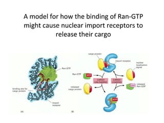 Transport Of Proteins | PPT