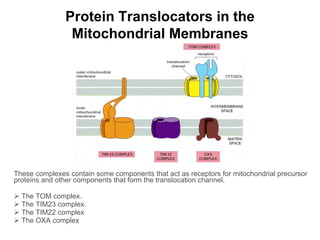 Transport Of Proteins | PPT