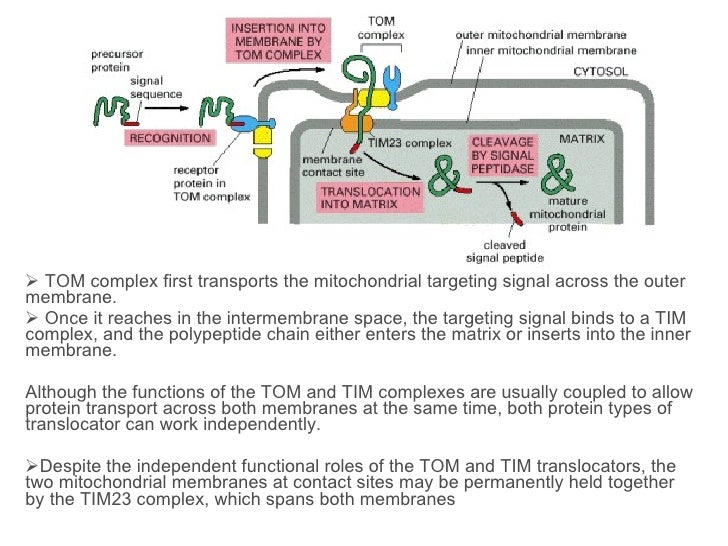 Transport Of Proteins