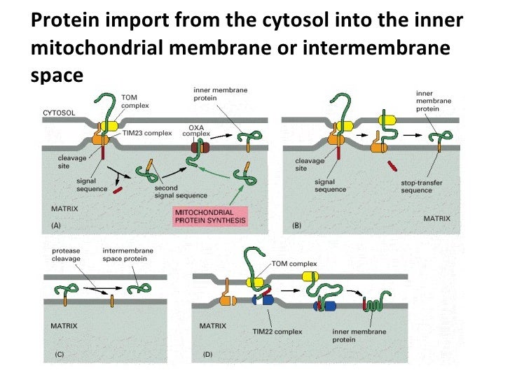 Transport Of Proteins