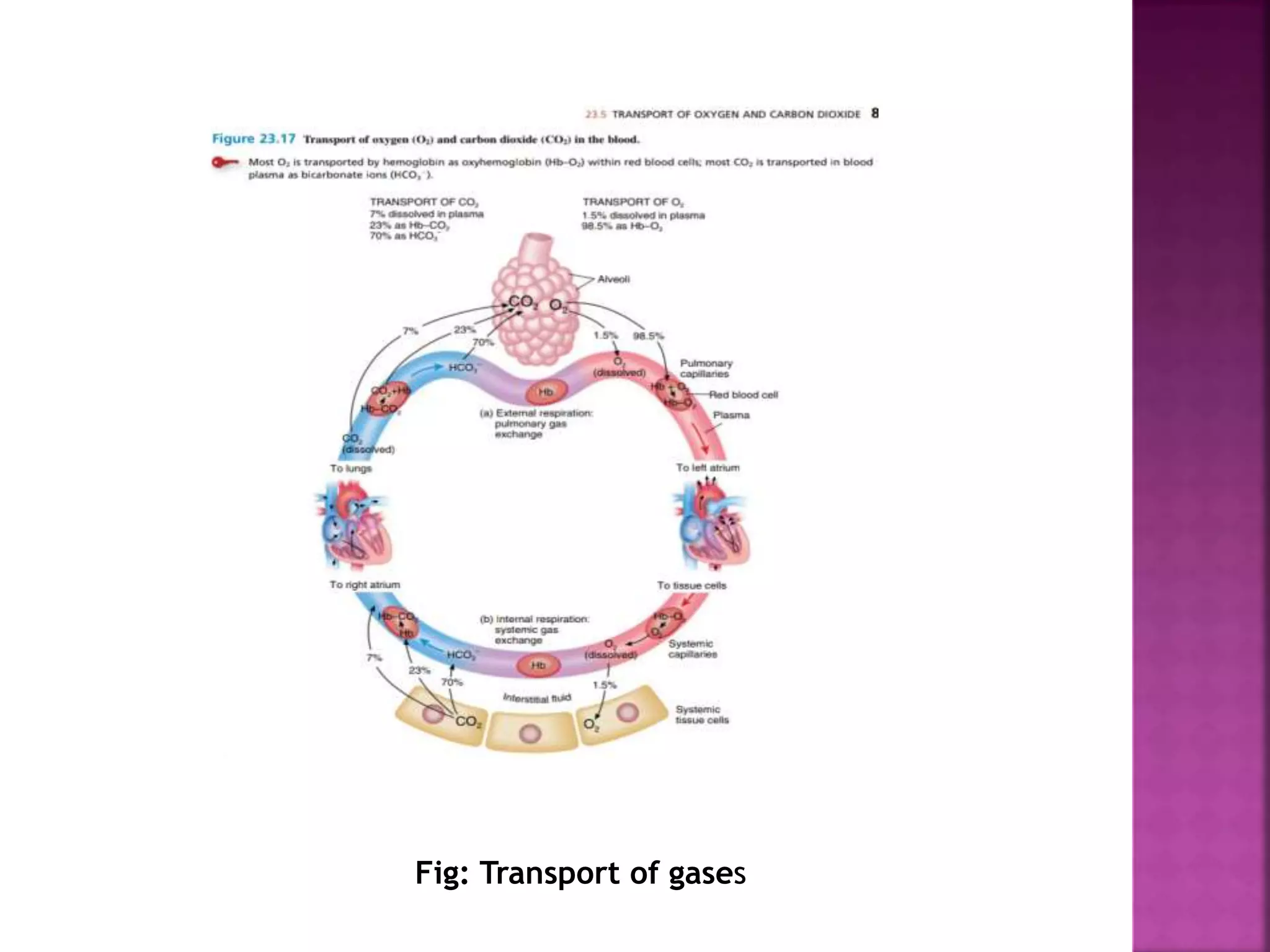 Transport of respiratory gases | PPTX