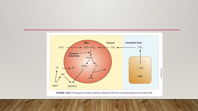 TRANSPORT OF RESPIRATORY GASES 1.pptx Physiology slides | PPT