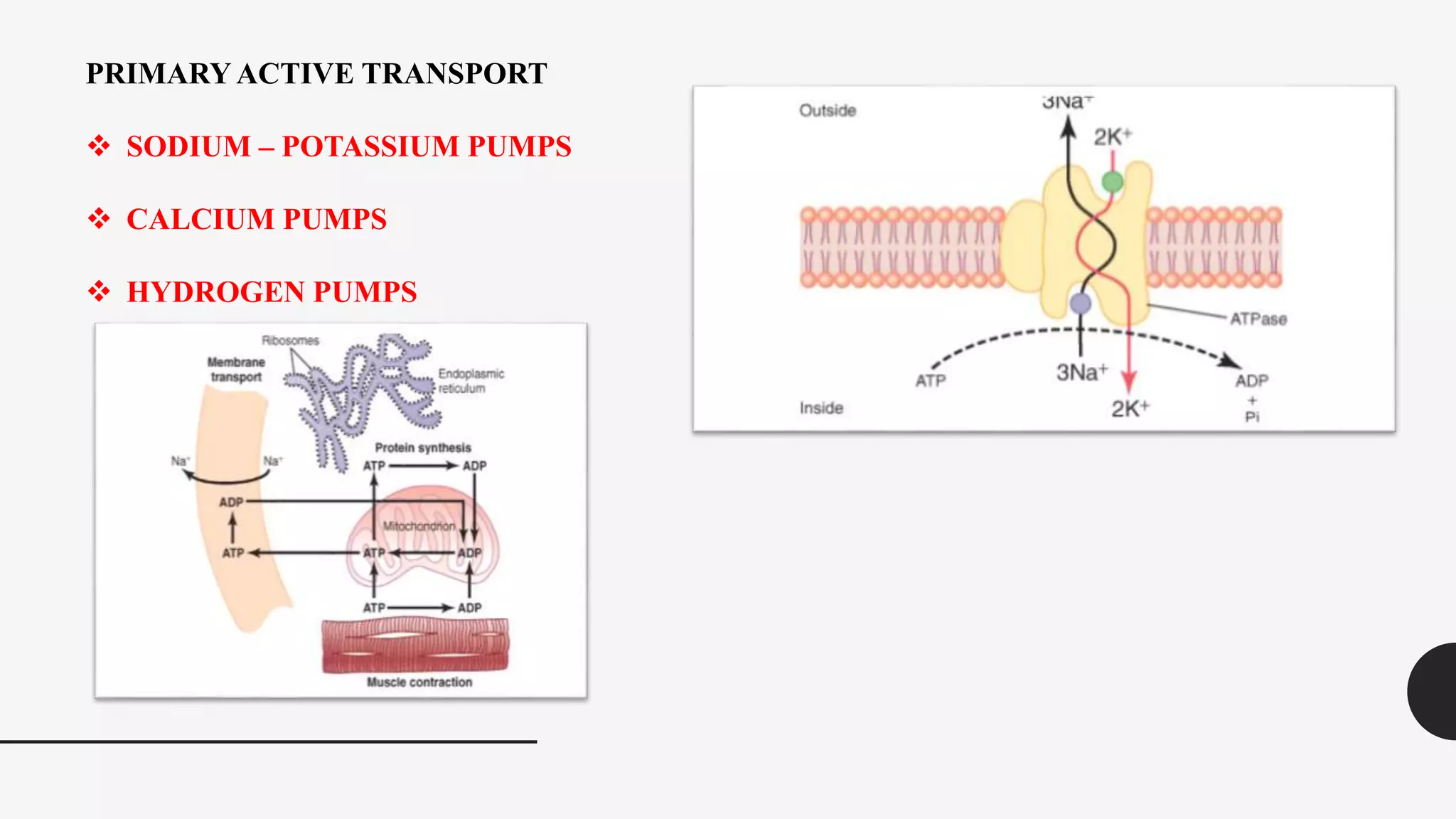 PHYSIOLOGY OF CELL TRANSPORT.pptx