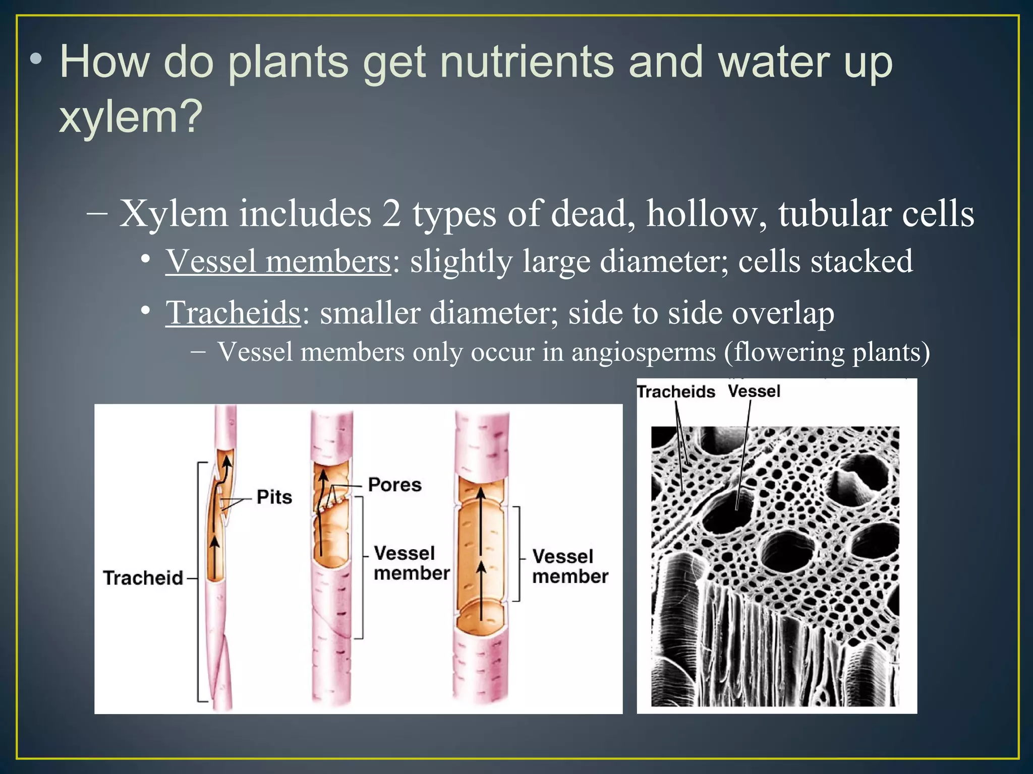 Transport of substances in plants | PPT